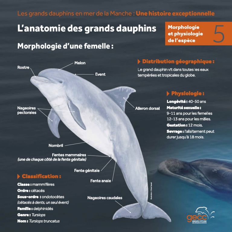 les grands dauphins en mer de la Manche, plongez dans l'aventure! - GECC